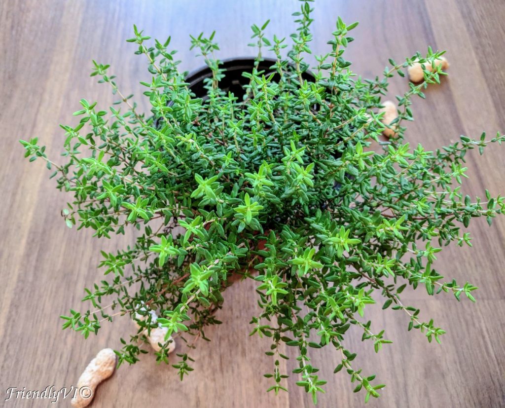 Easy to grow plants in a pot: Tumbling Tom in 80 days - Thyme consuming