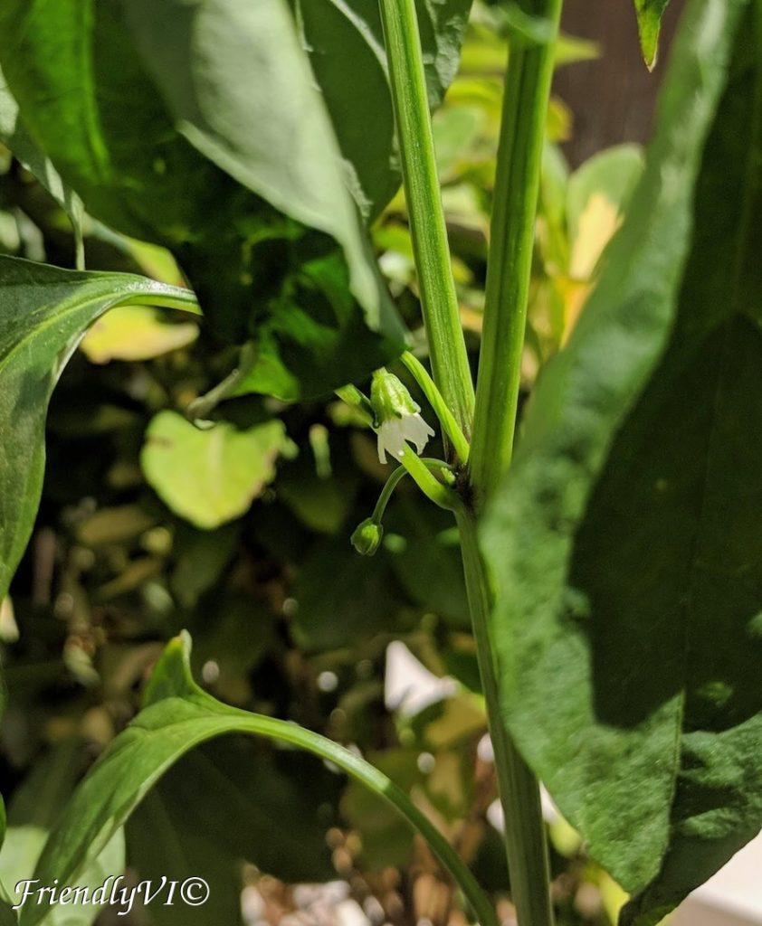 How to grow Cayenne peppers in containers - Thyme consuming